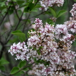 Syringa Tinkerbell - The Site Gardener